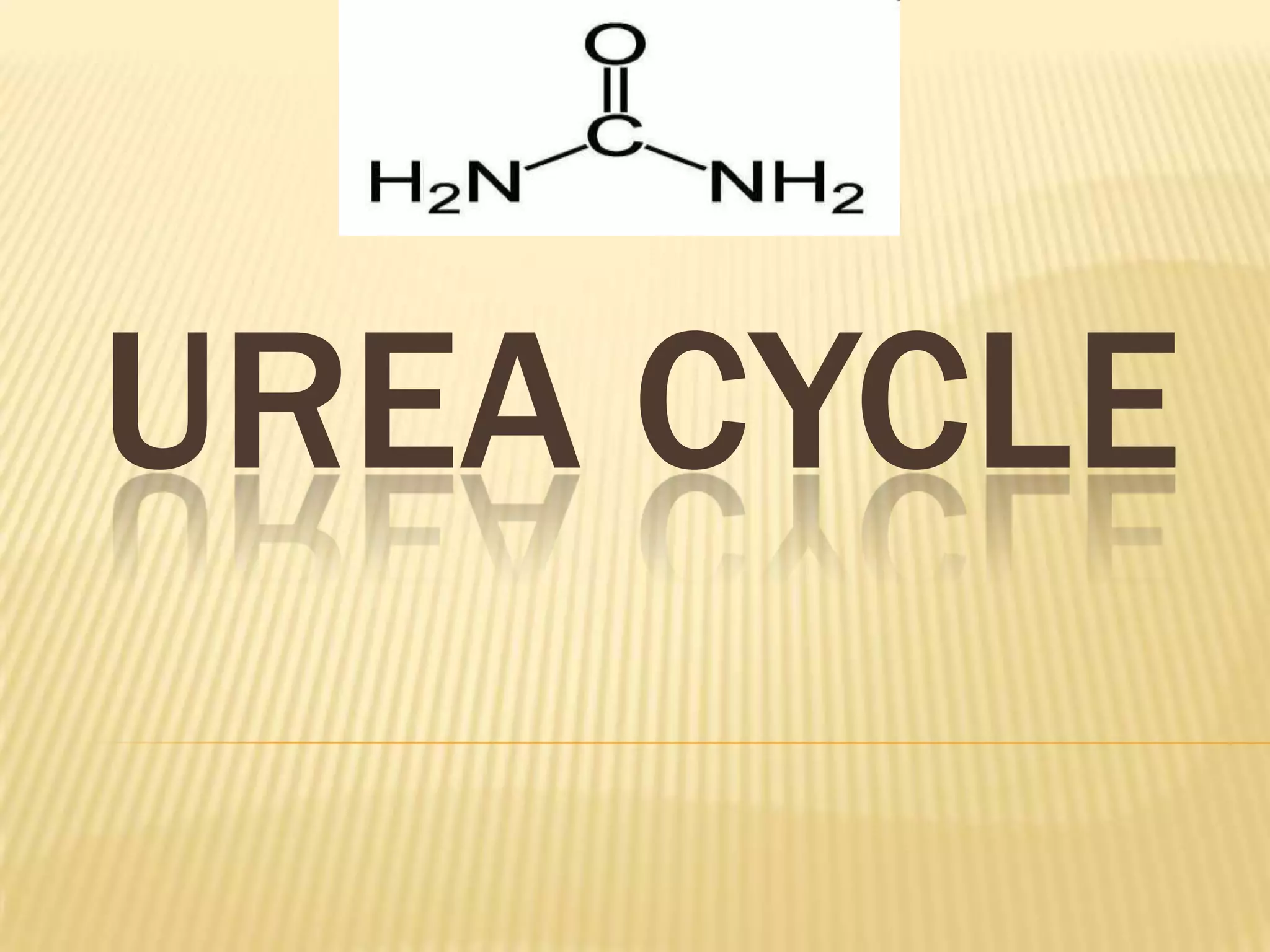 Urea cycle2 | PPT