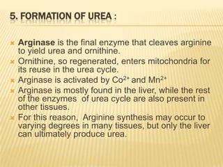 Urea cycle2 | PPTX
