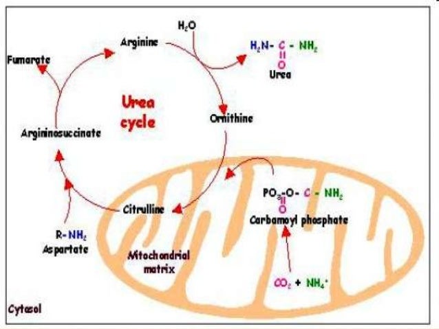 Urea cycle2