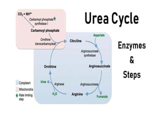 Urea cycle, | PPT