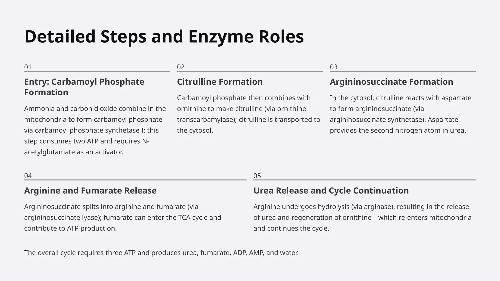 Urea cycle - Brief understanding of urea cycle under Biochemistry. | PPTX