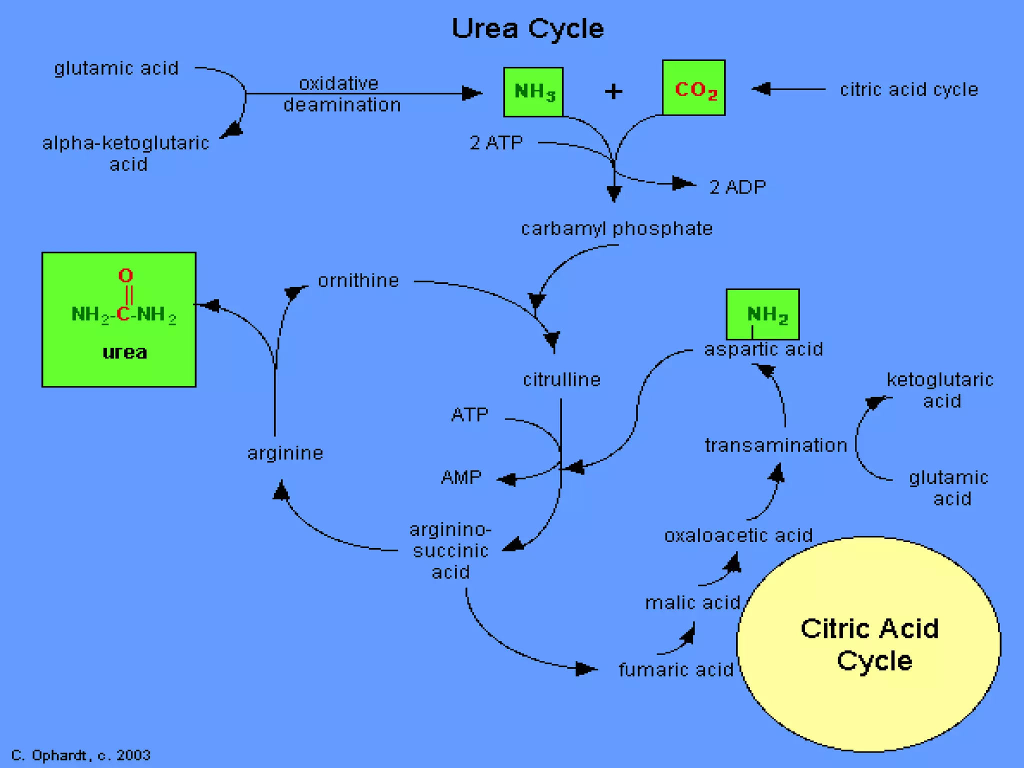 Urea cycle and disorder | PPTX