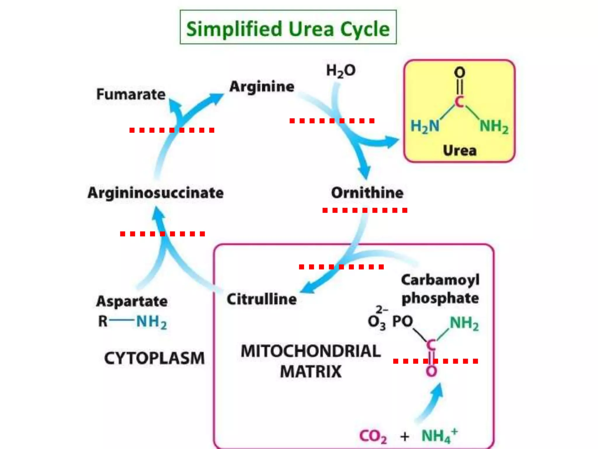 Urea cycle and disorder | PPTX
