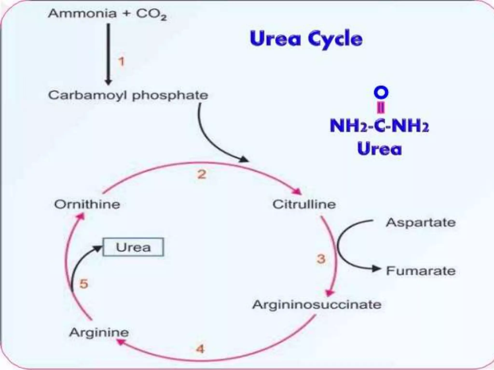 Urea cycle and disorder | PPTX