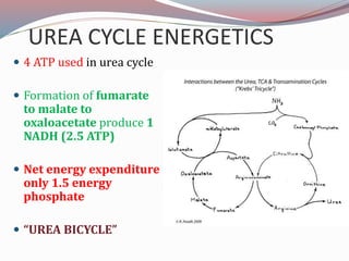Urea cycle and disorder | PPTX