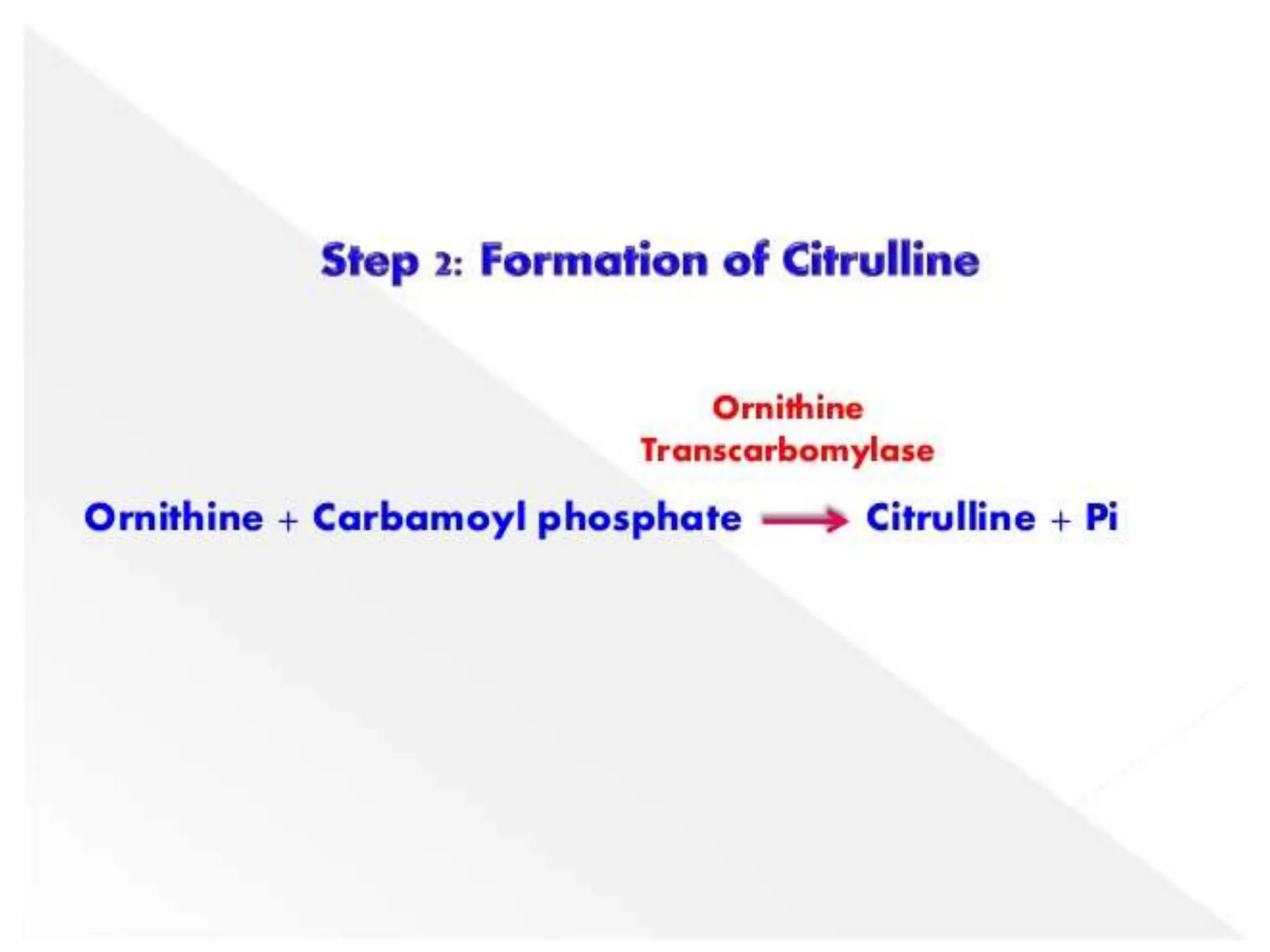 Urea cycle formation and its significance | PPTX
