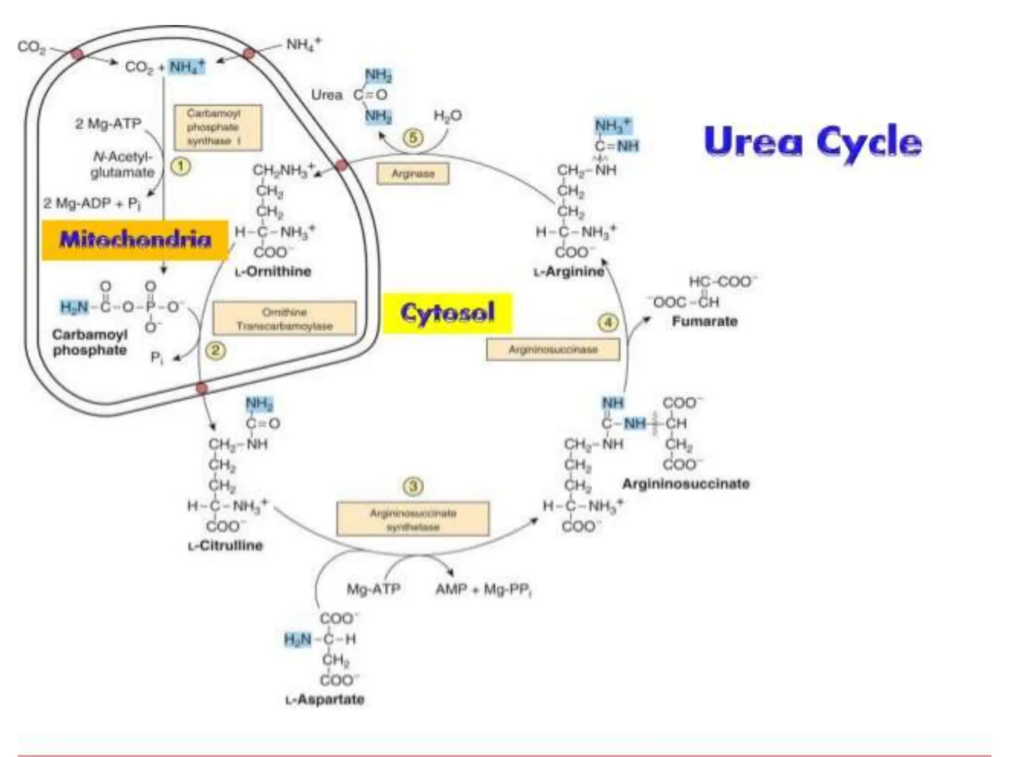 Urea cycle formation and its significance | PPTX
