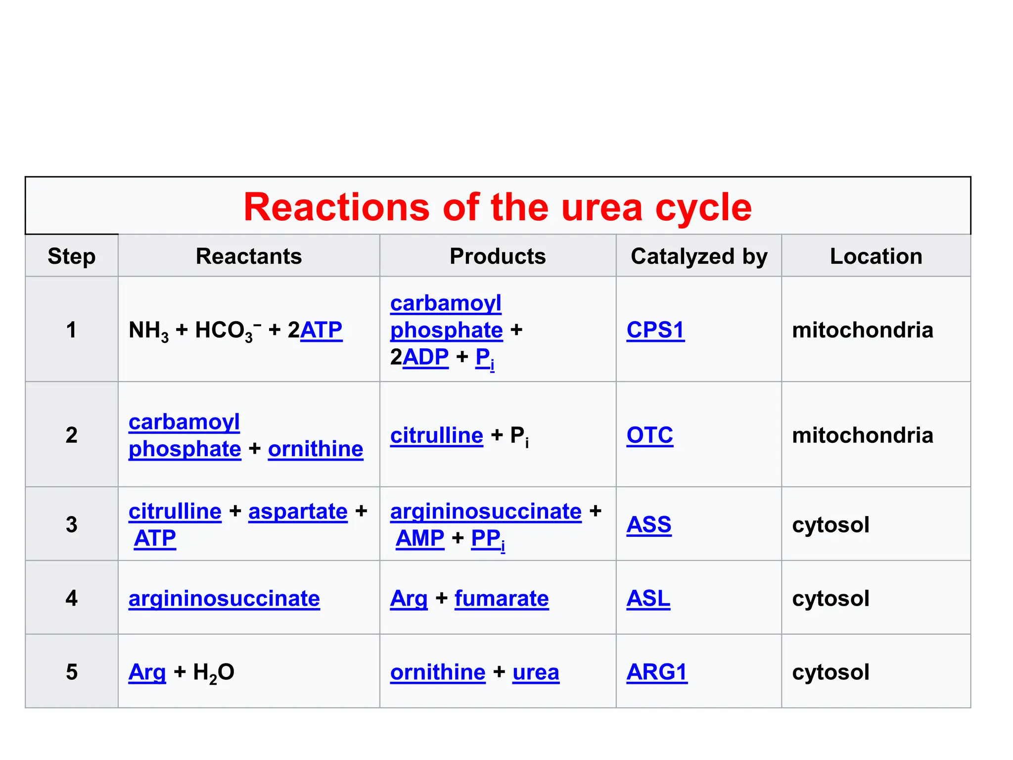 Urea cycle formation and its significance | PPTX