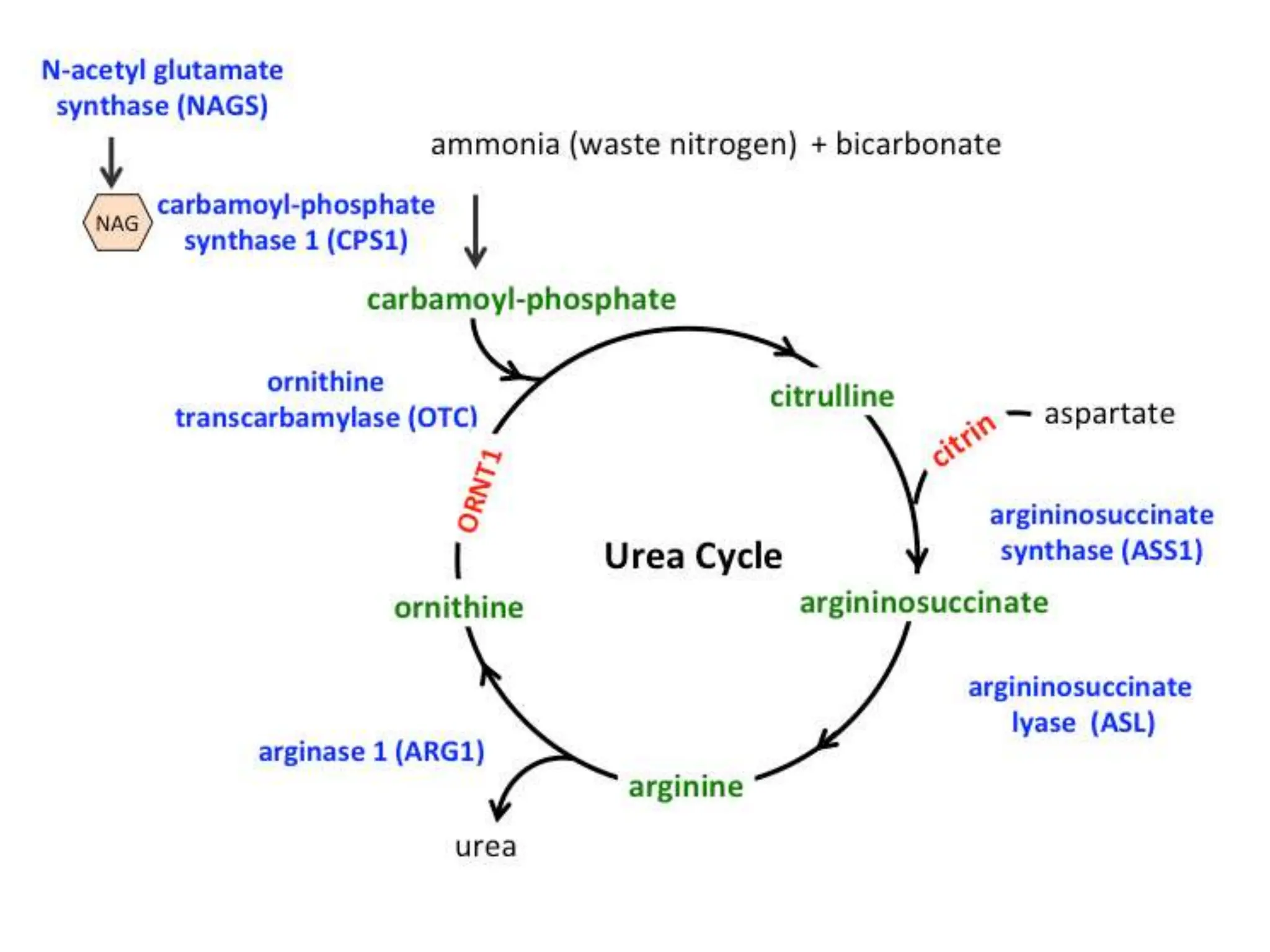 Urea cycle formation and its significance | PPTX