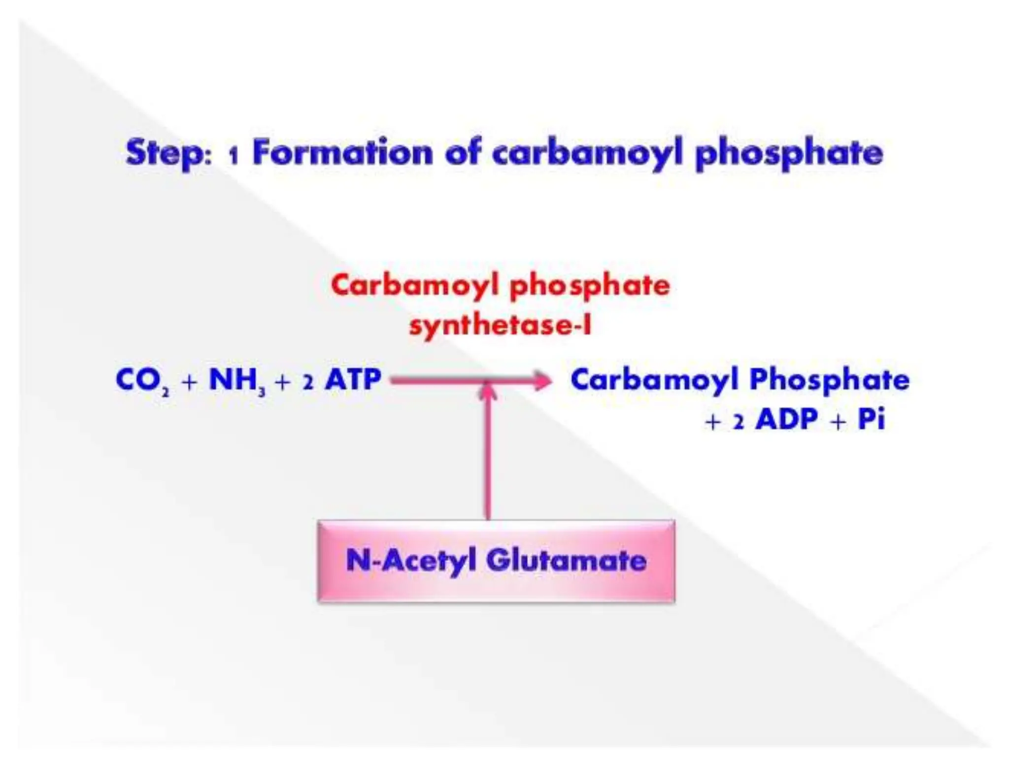 Urea cycle formation and its significance | PPTX