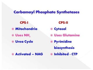 Urea cycle formation and its significance | PPTX