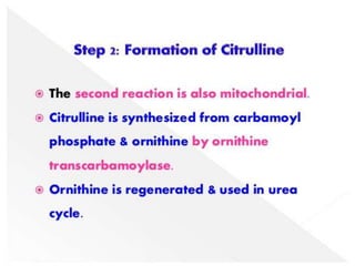 Urea cycle formation and its significance | PPTX