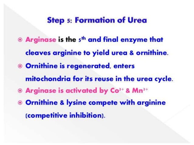 Urea cycle formation and its significance | PPT