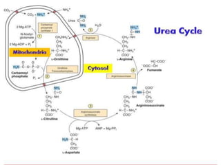 Urea cycle formation and its significance | PPTX