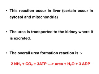 Urea cycle formation and its significance | PPTX