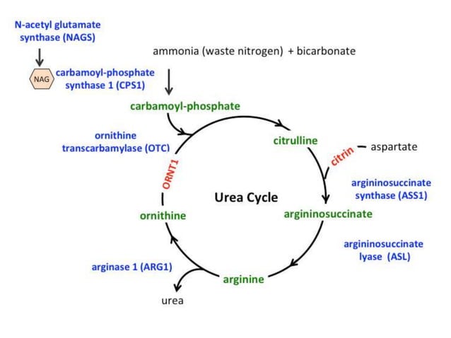 Urea cycle formation and its significance | PPT