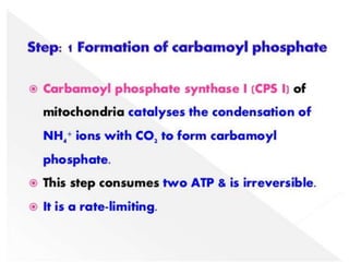 Urea cycle formation and its significance | PPTX