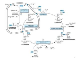 Urea cycle defect hyperammonemia | PPTX