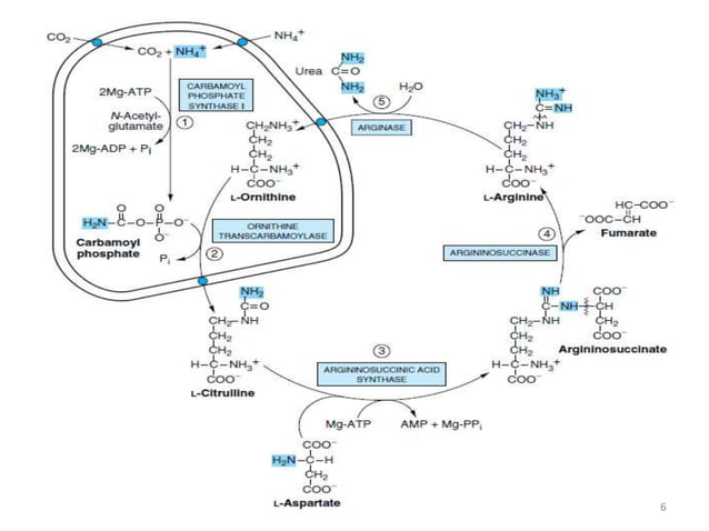 Urea cycle defect hyperammonemia | PPTX | Blood Disorders | Diseases ...