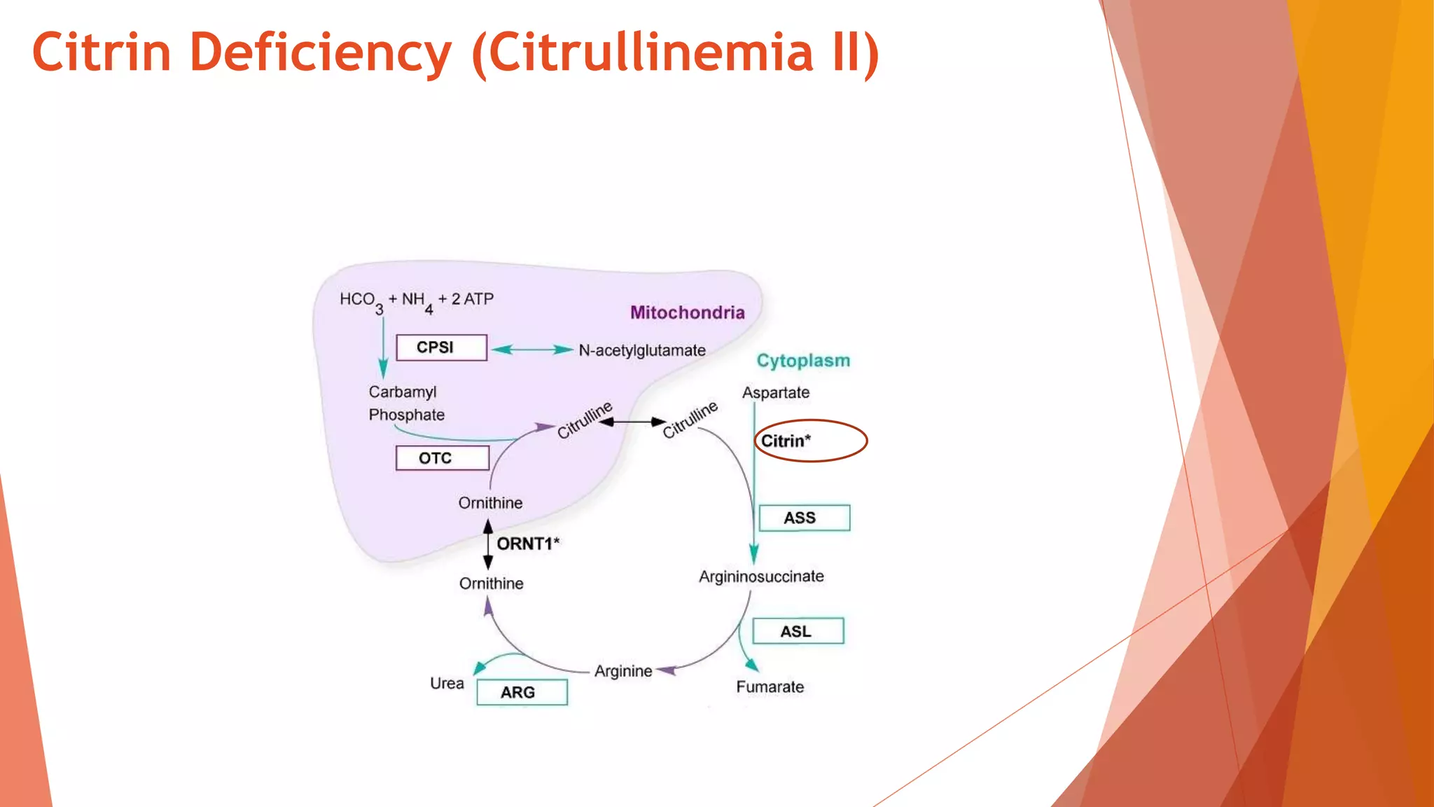 Urea cycle defects | PPTX | Chemistry | Science