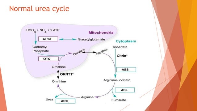 Urea cycle defects | PPTX | Chemistry | Science