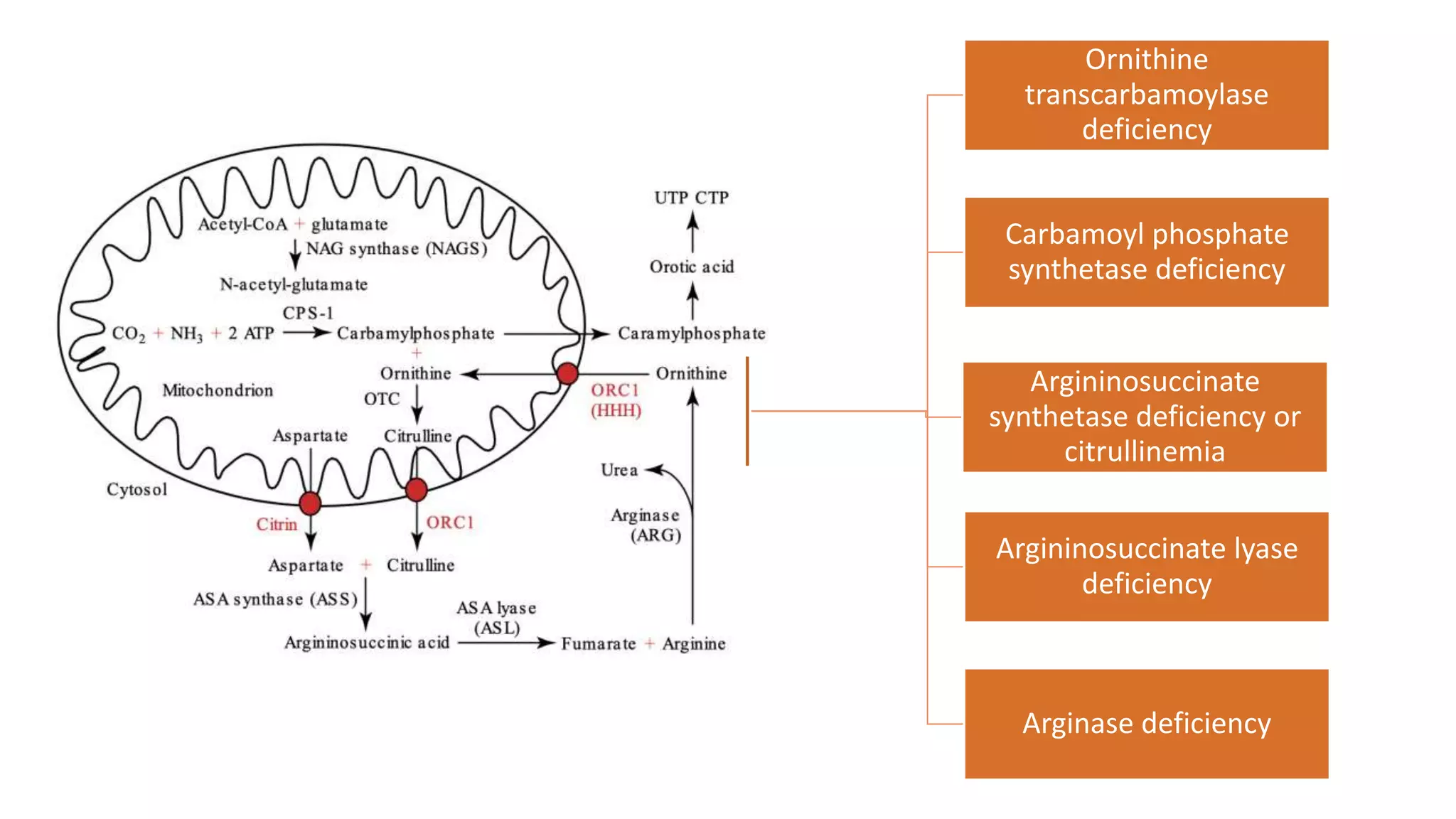 Urea cycle defects.pptx
