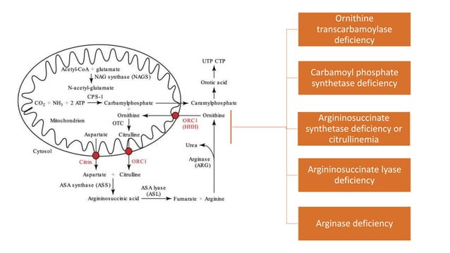 Urea cycle defects.pptx