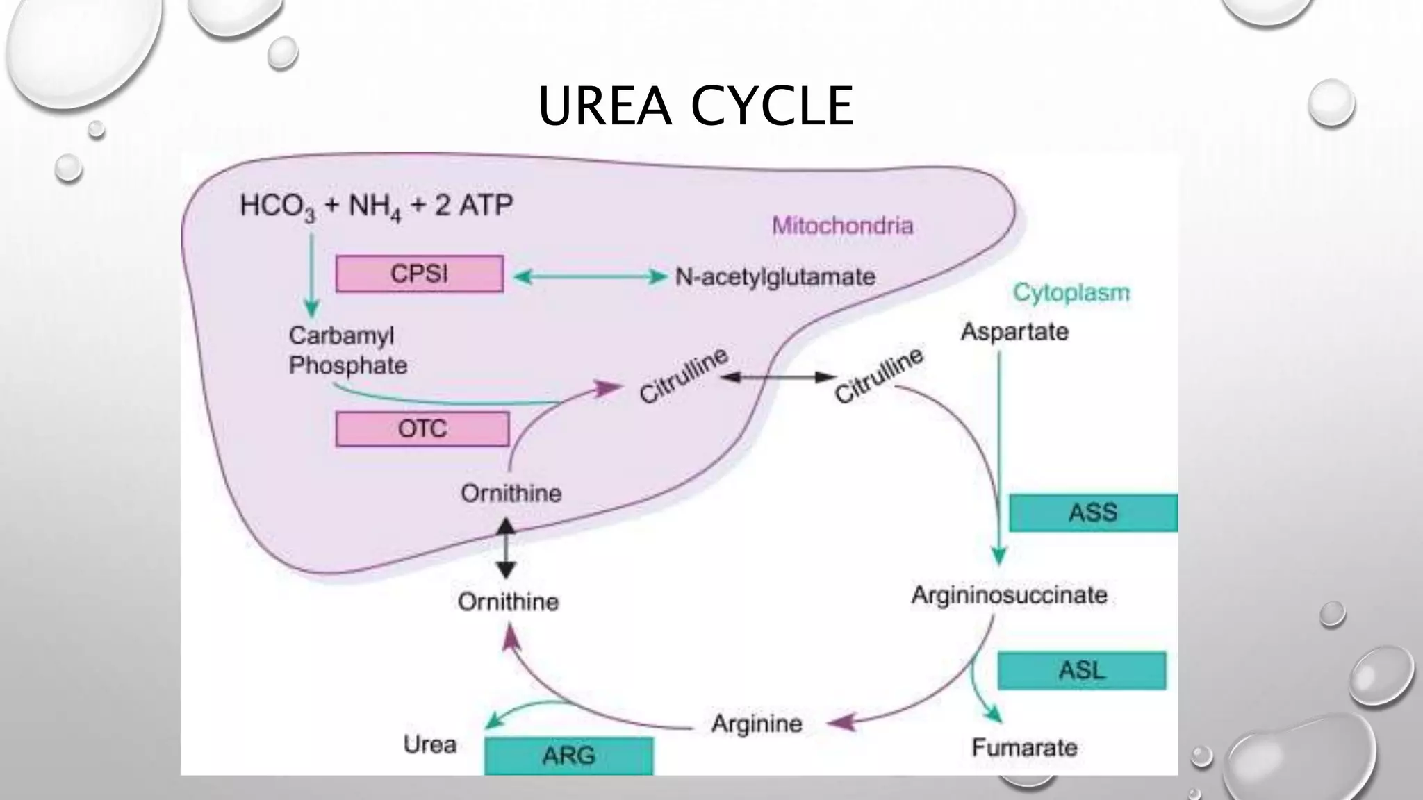 Urea Cycle Disorders | PPTX