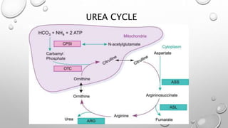 Urea Cycle Disorders | PPTX