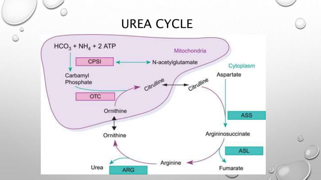 Urea Cycle Disorders | PPTX | Endocrine and Metabolic Diseases ...