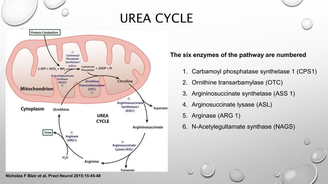 Urea Cycle Disorders | PPTX | Endocrine and Metabolic Diseases ...