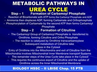 Urea Cycle LBISE HSSC - II Chap. 15 | PPT