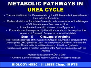 Urea Cycle LBISE HSSC - II Chap. 15 | PPT