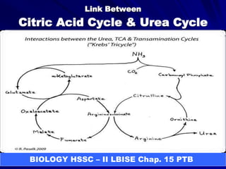 Urea Cycle LBISE HSSC - II Chap. 15 | PPT