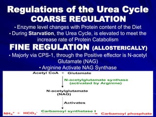 Urea Cycle LBISE HSSC - II Chap. 15 | PPT