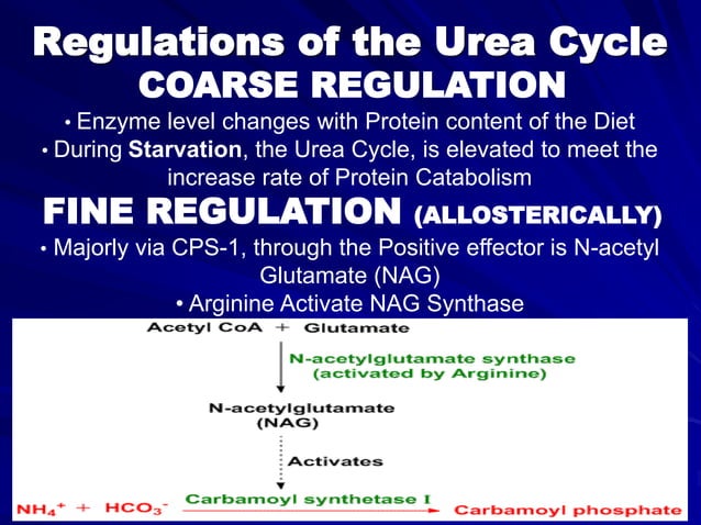 Urea Cycle LBISE HSSC - II Chap. 15 | PPT