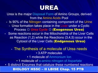 Urea Cycle LBISE HSSC - II Chap. 15 | PPT