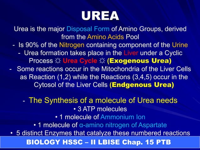 Urea Cycle LBISE HSSC - II Chap. 15 | PPT