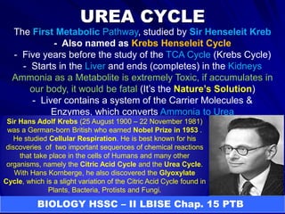 Urea Cycle LBISE HSSC - II Chap. 15 | PPT