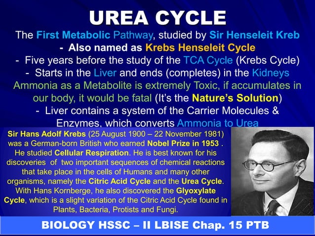 Urea Cycle LBISE HSSC - II Chap. 15 | PPT