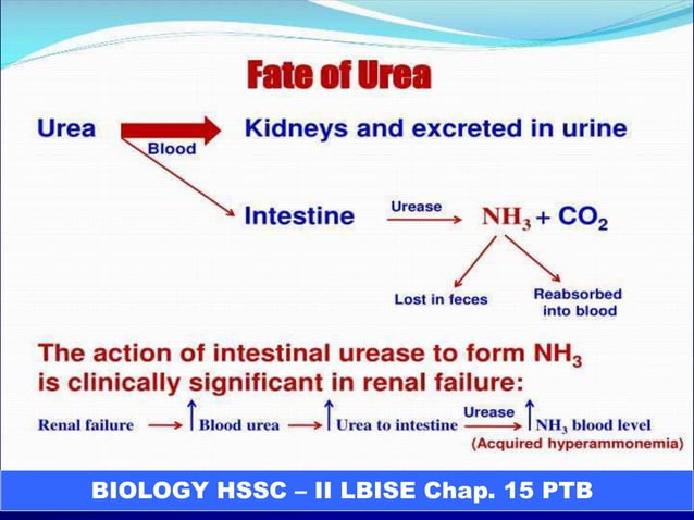 Urea Cycle LBISE HSSC - II Chap. 15 | PPT