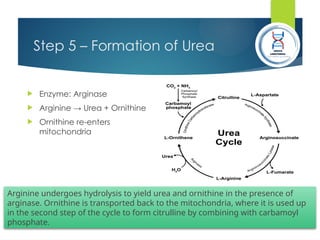 Urea________Cycle_______Presentation.pptx