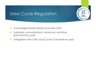 Urea________Cycle_______Presentation.pptx