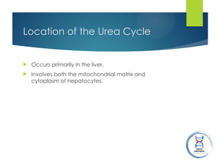 Urea________Cycle_______Presentation.pptx