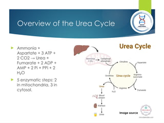 Urea________Cycle_______Presentation.pptx