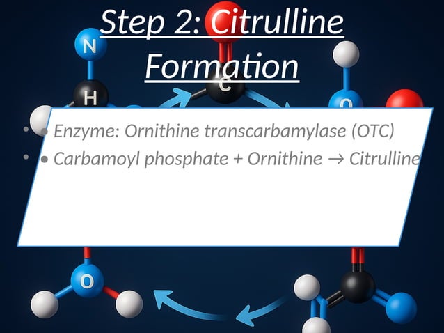 Urea_Cycle_and_its_disorders_Presentation | PPT