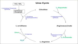 Urea cycle | PPT