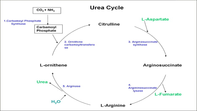 Urea cycle | PPT