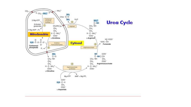 Urea cycle & specialised pdts of AA.pdf