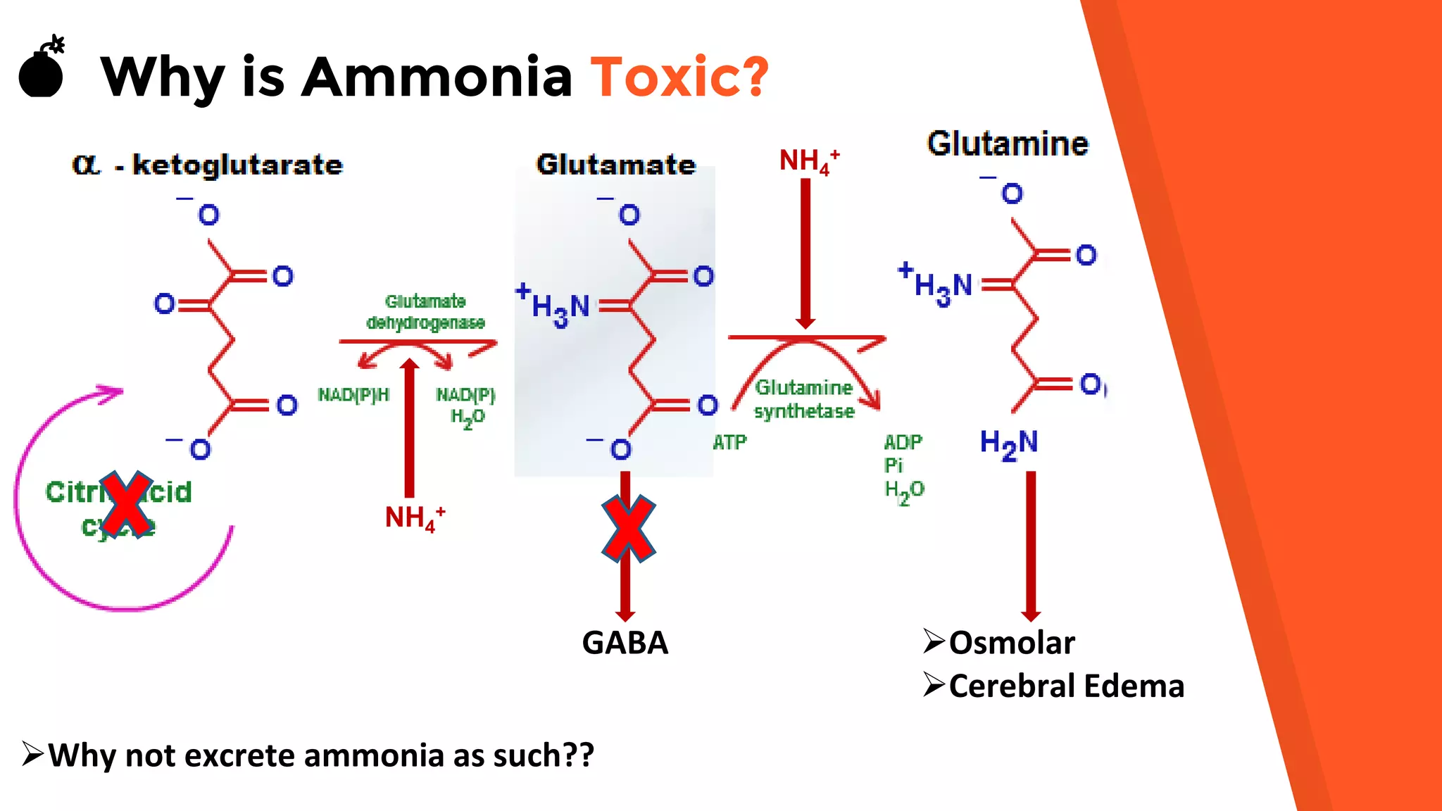 Estimation of Serum Urea | PPTX